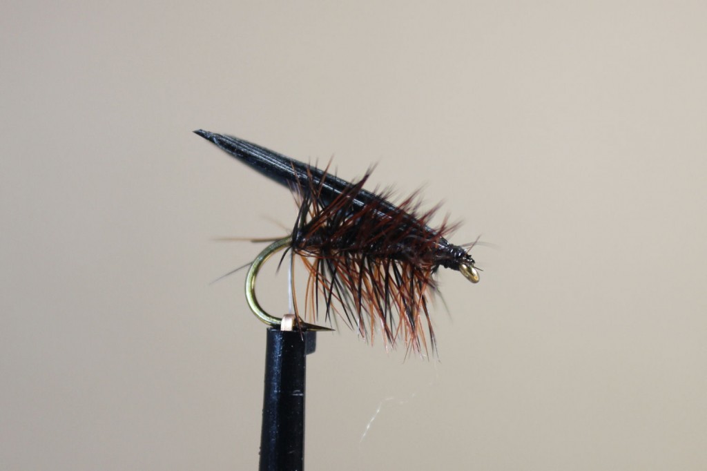 Early Black Stonefly