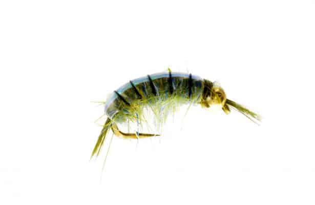 Scuds and Sowbugs (Ray Charles Fly Patterns | Catch Fly Fishing